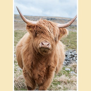 Highland Cow Print. Windswept Highland Cow on Hillside Photographic ...