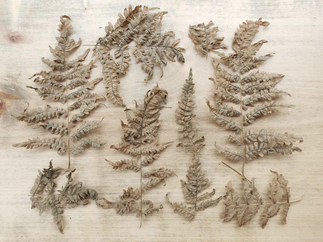 Naturally Dried Forest Ferns – Handpicked Botanical Leaves for Eco ...