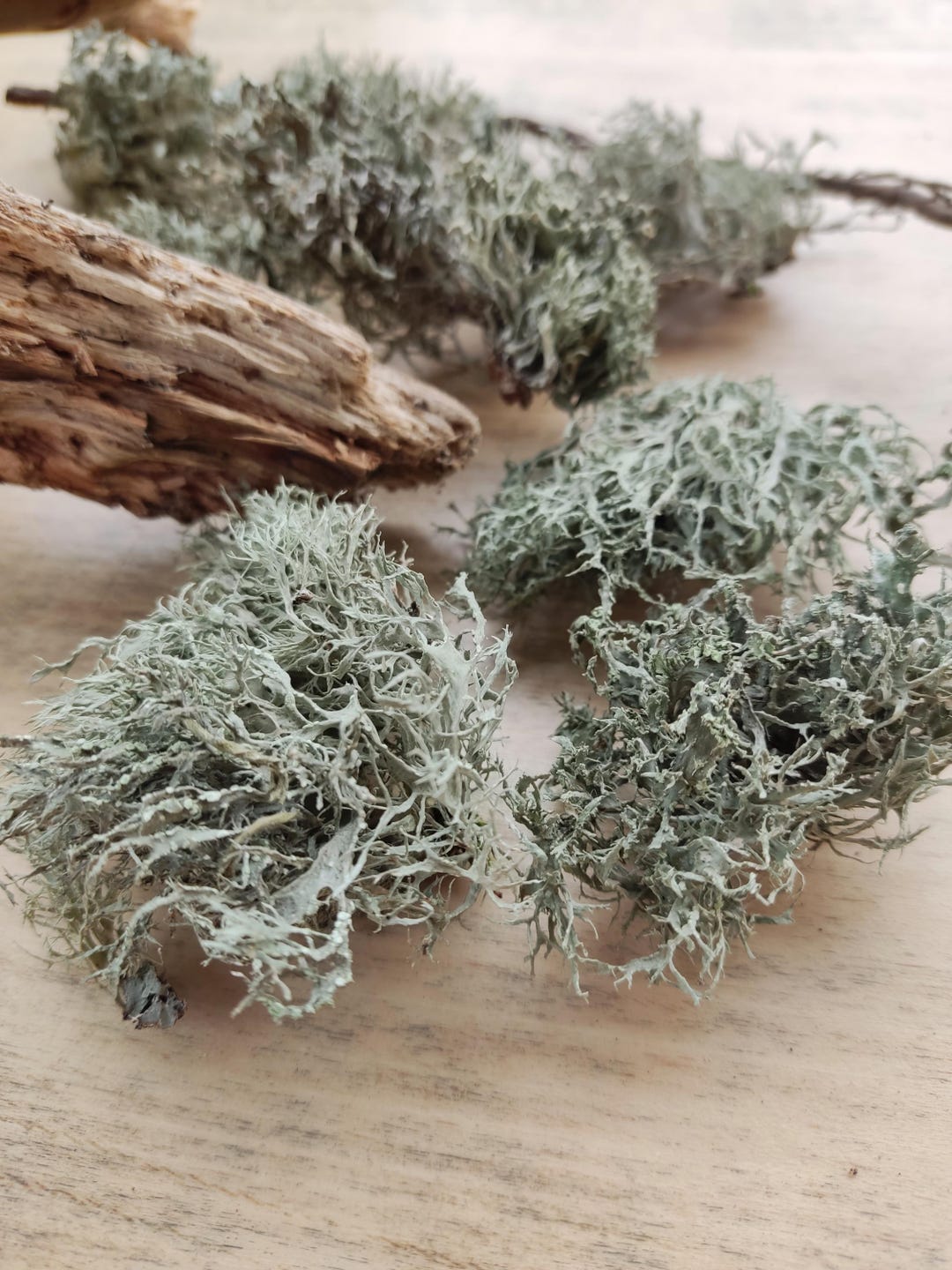 Dried Forest Lichens: Natural Lichen Mix for Crafts, Altars, and ...