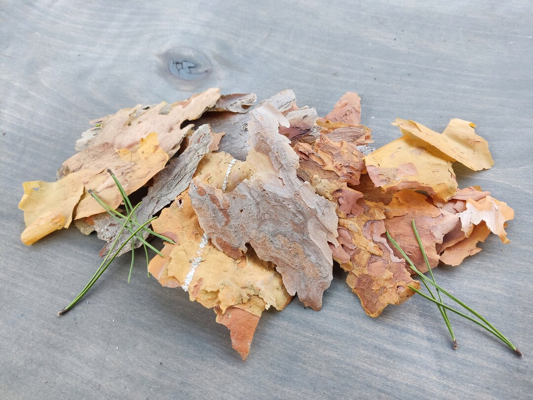 Natural Pine Bark Pieces: Eco Crafts, Ritual Decor, Junk Journaling - Etsy