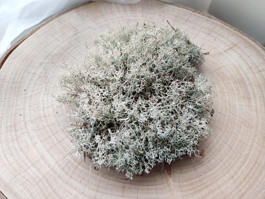 Large Dried Reindeer Lichen (1 Pc): Natural Mossy Cladonia for Woodland ...