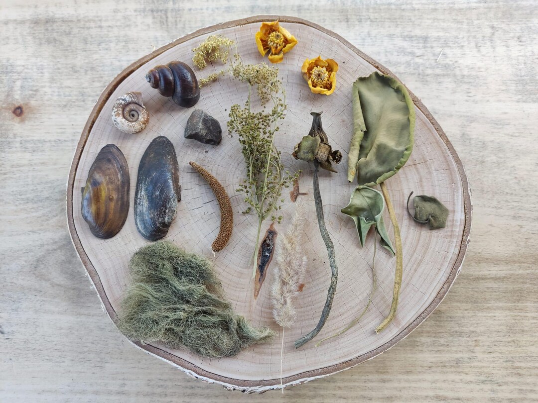 Freshwater Nature Kit: River Treasures for Crafts, Decor, and Altar ...