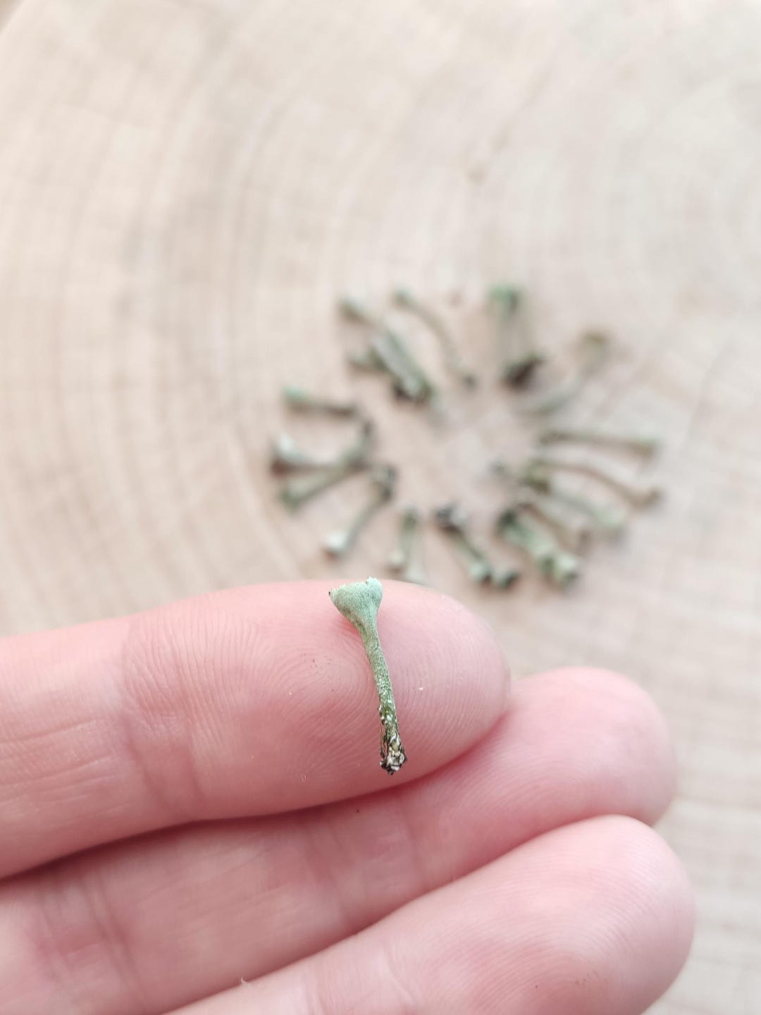 Dried Pixie Cups: Natural Lichen Moss for Resin Jewelry, Terrariums ...