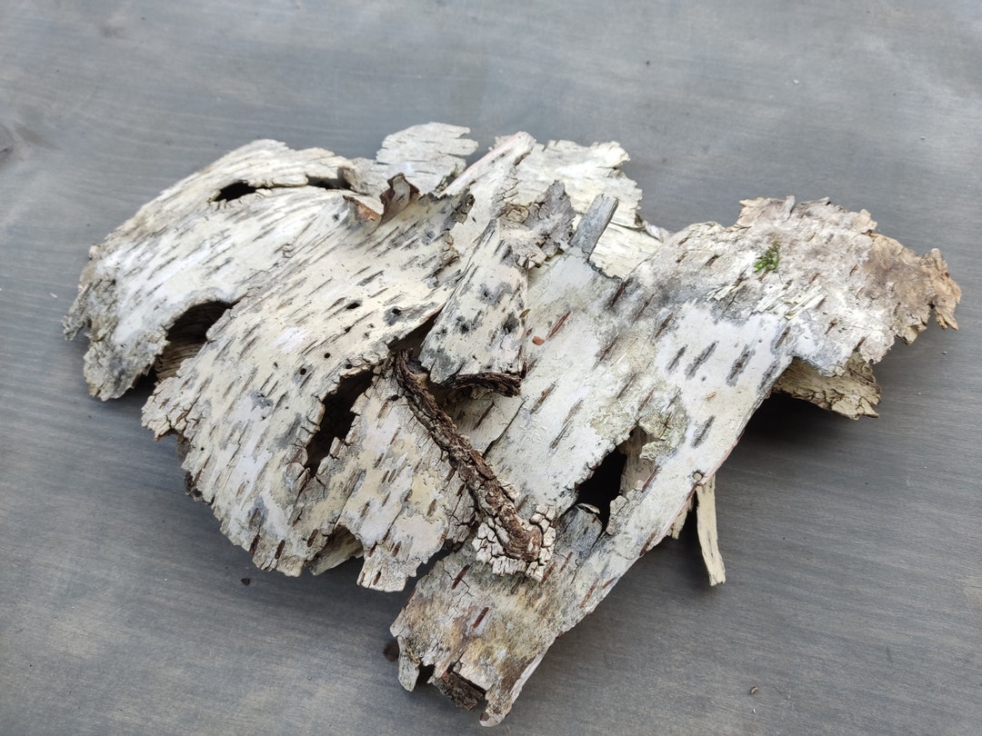 10pcs Dry Natural Birch Bark, Eco Forest Finds, Bark Art Craft DIY ...