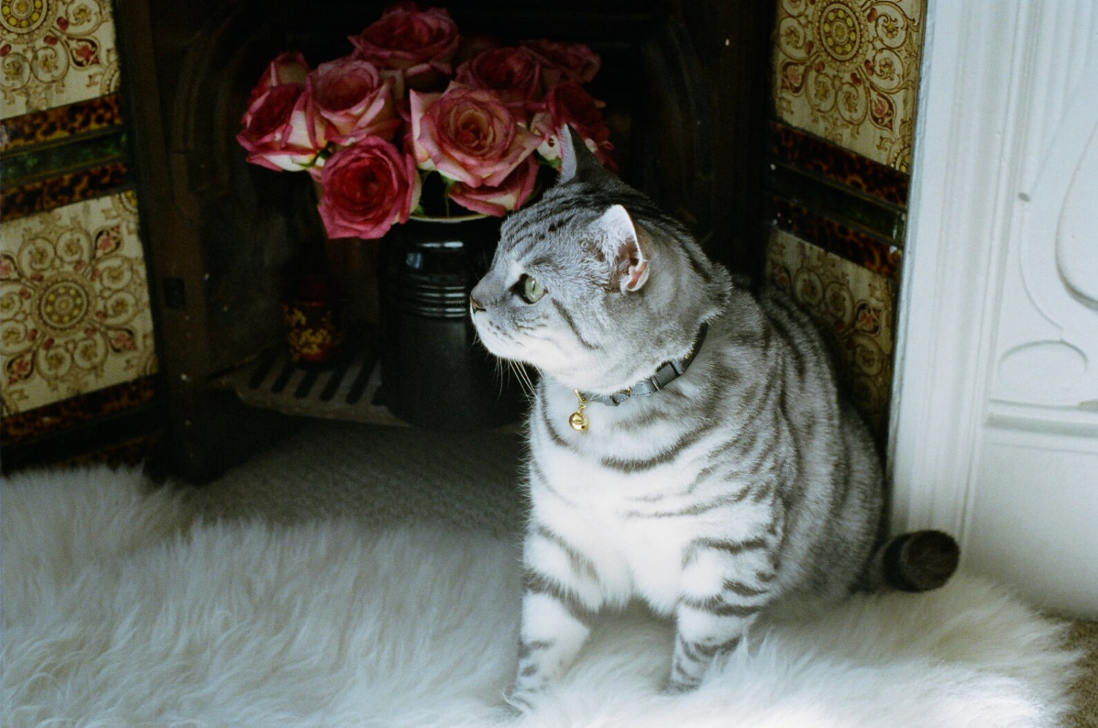 Grey Leather Cat Collar with Safety Catch | Etsy