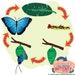 Life Cycle of a (blue Morpho) Butterfly Clip Art Set - Etsy
