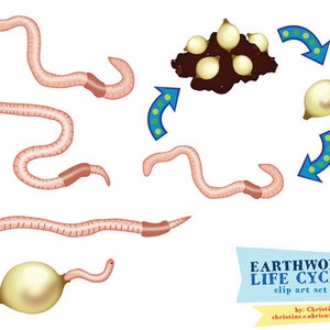 Earthworms Clip Art Set (with Life Cycle) - Etsy