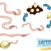Earthworms Clip Art Set (with Life Cycle) - Etsy