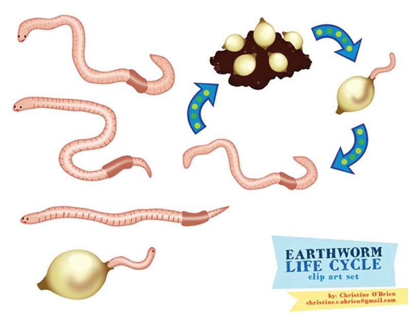 Earthworms Clip Art Set (with Life Cycle) - Etsy