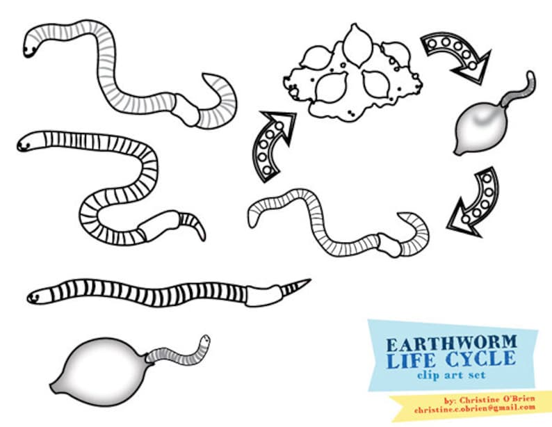 Earthworms Clip Art Set (with Life Cycle) - Etsy