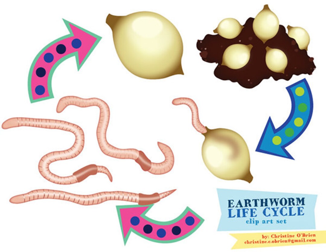 Earthworms Clip Art Set (with Life Cycle) - Etsy