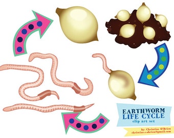 Life Cycle of a blue Morpho Butterfly Clip Art Set | Etsy