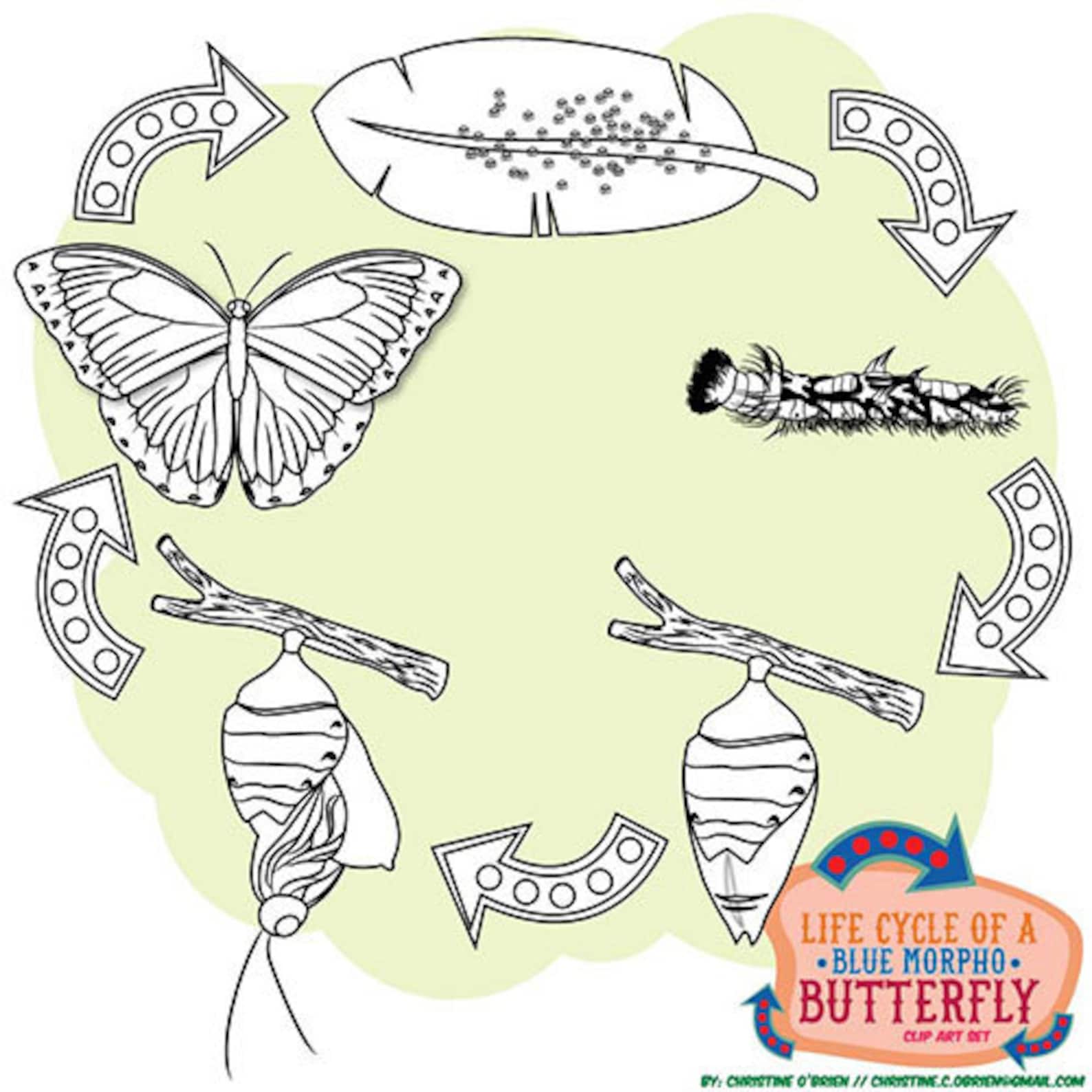 Life Cycle of a (blue Morpho) Butterfly Clip Art Set - Etsy
