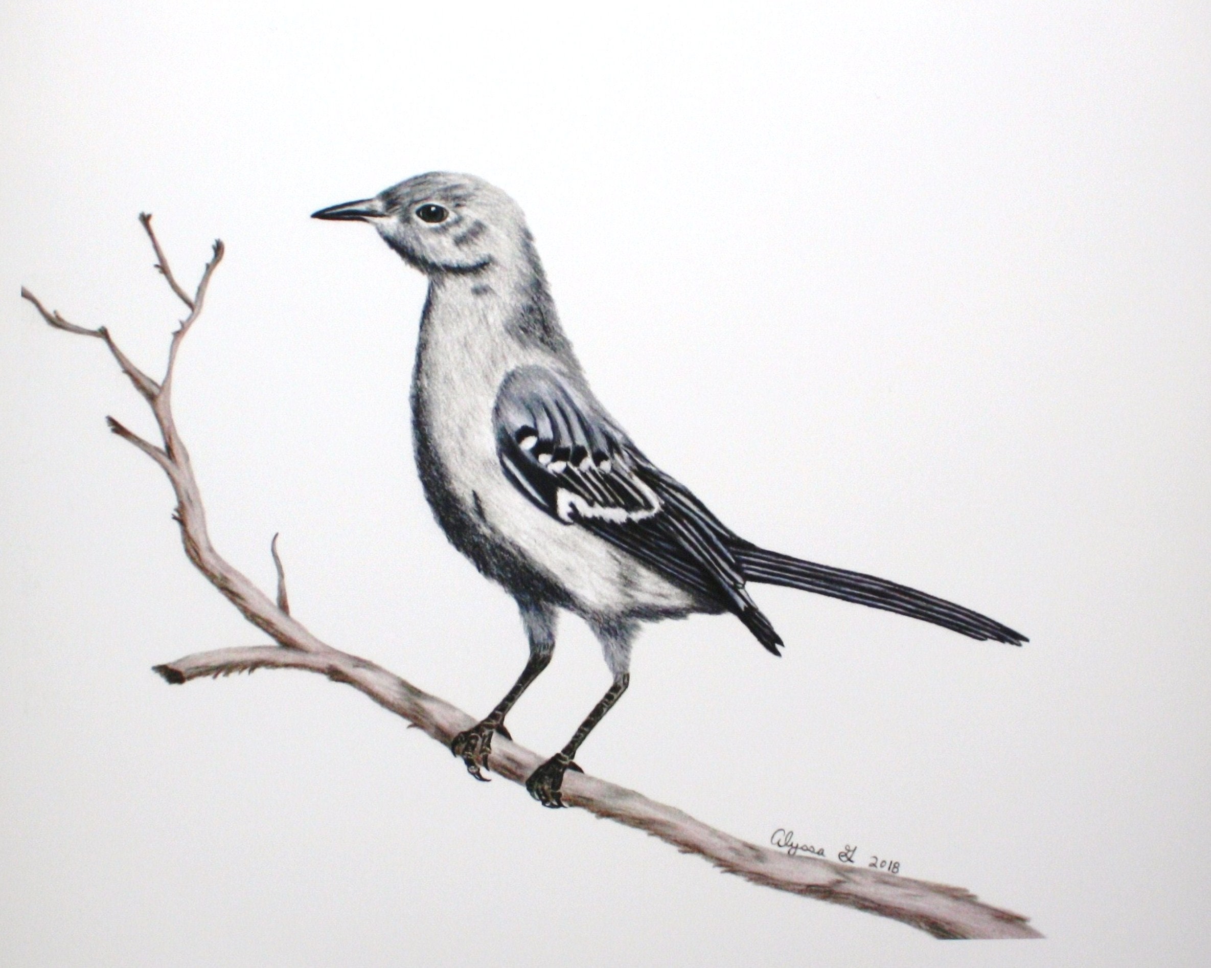 SOLD Texas Mockingbird 11x14 Print - Etsy