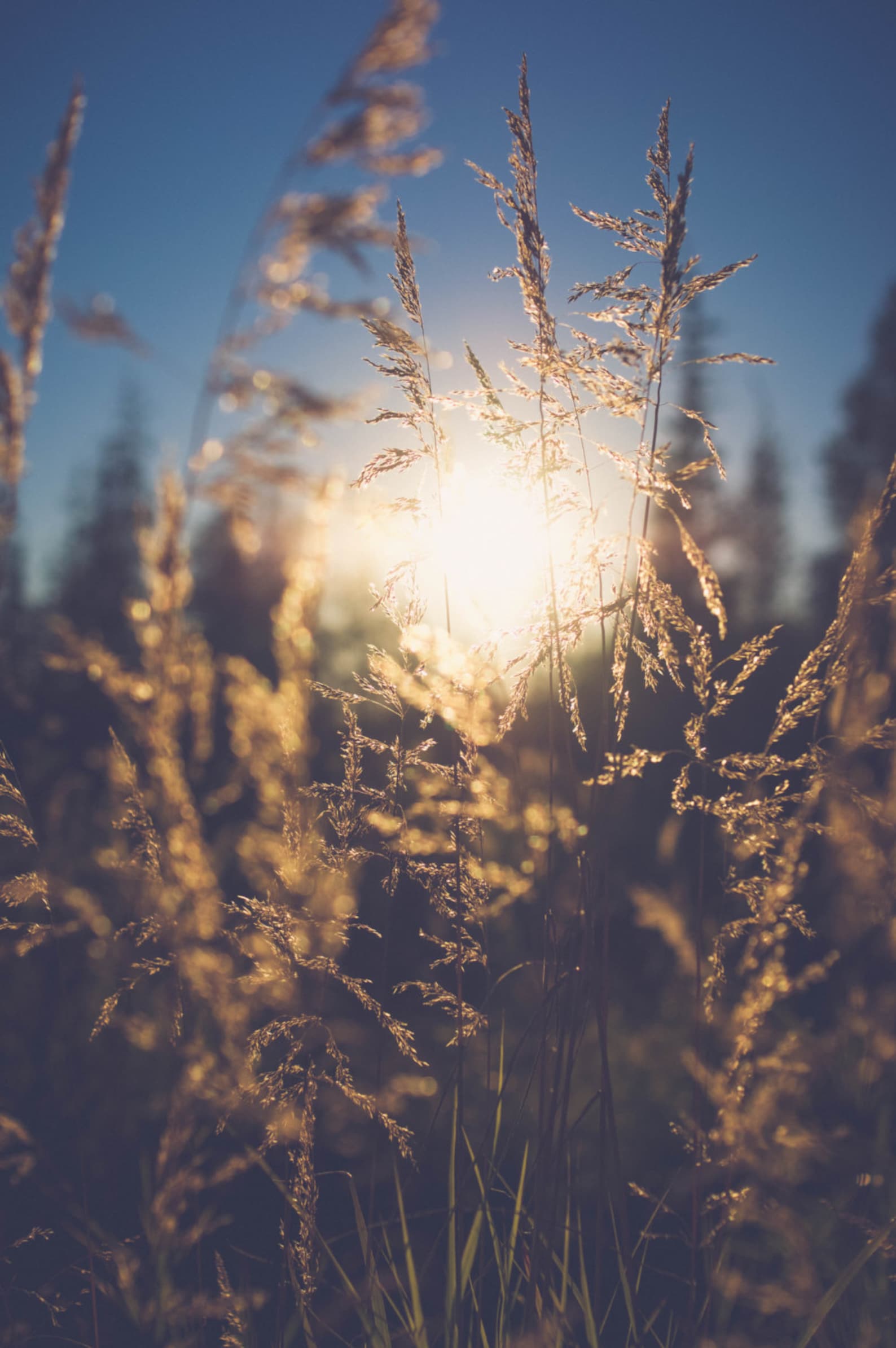 Sunlight Golden Hour Field Grass Nature Alaska | Etsy