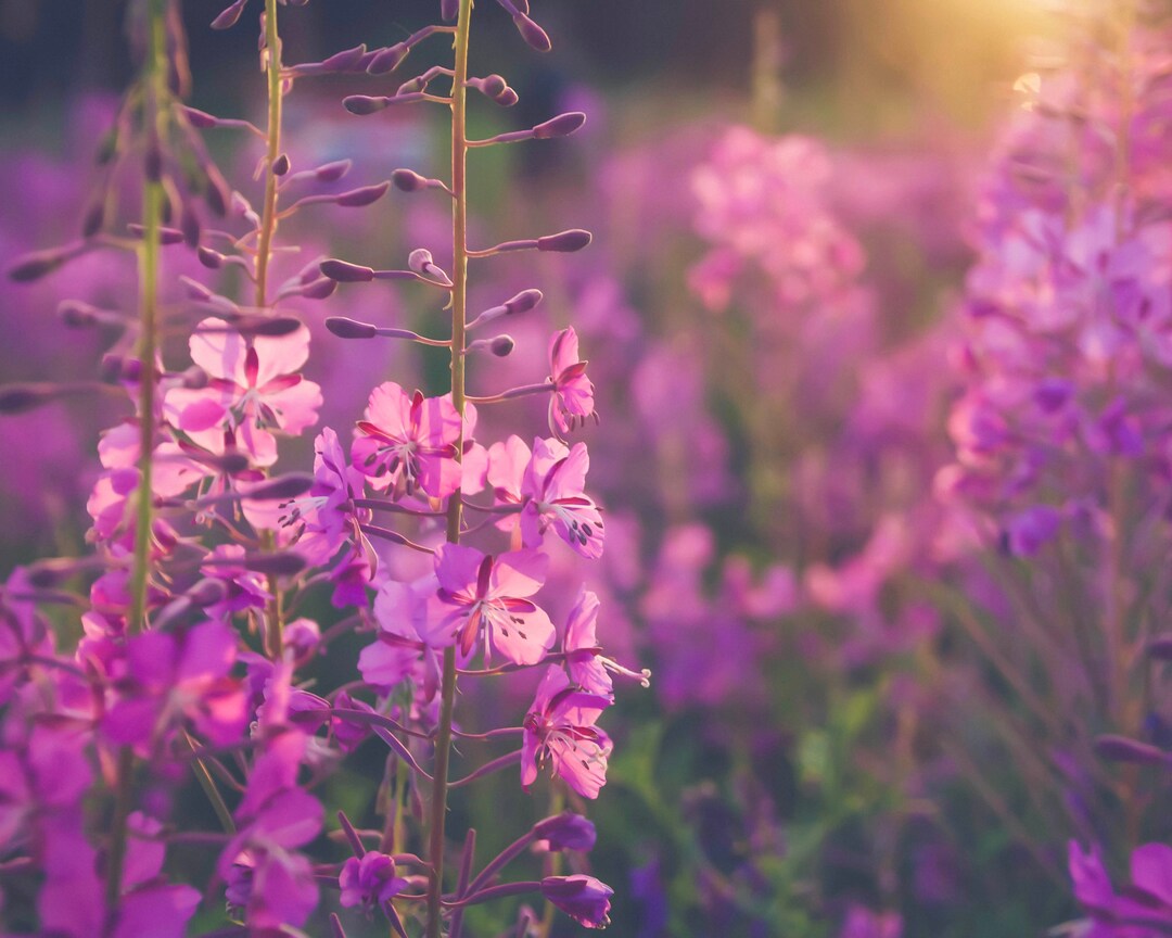 Fireweed, Sunset, Golden Hour, Flower Photography, Nature Photography ...