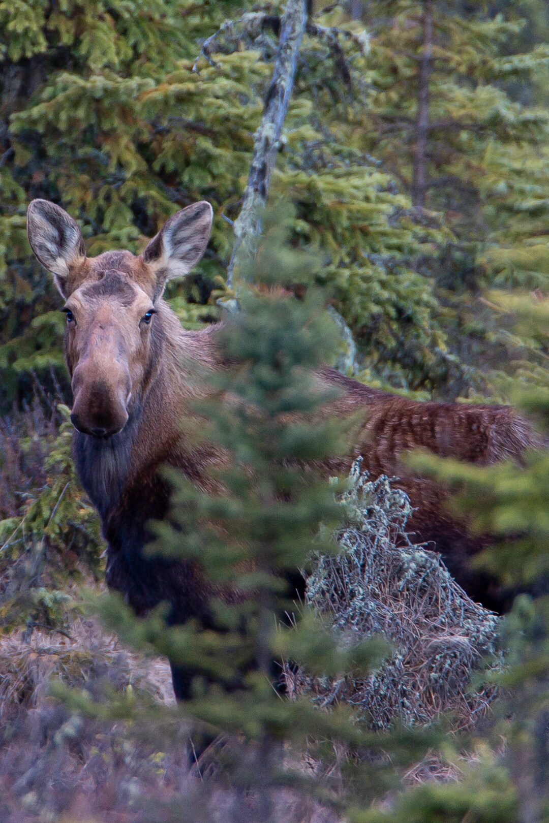 Alce Vida Silvestre Alaska Naturaleza Fotografía de - Etsy España