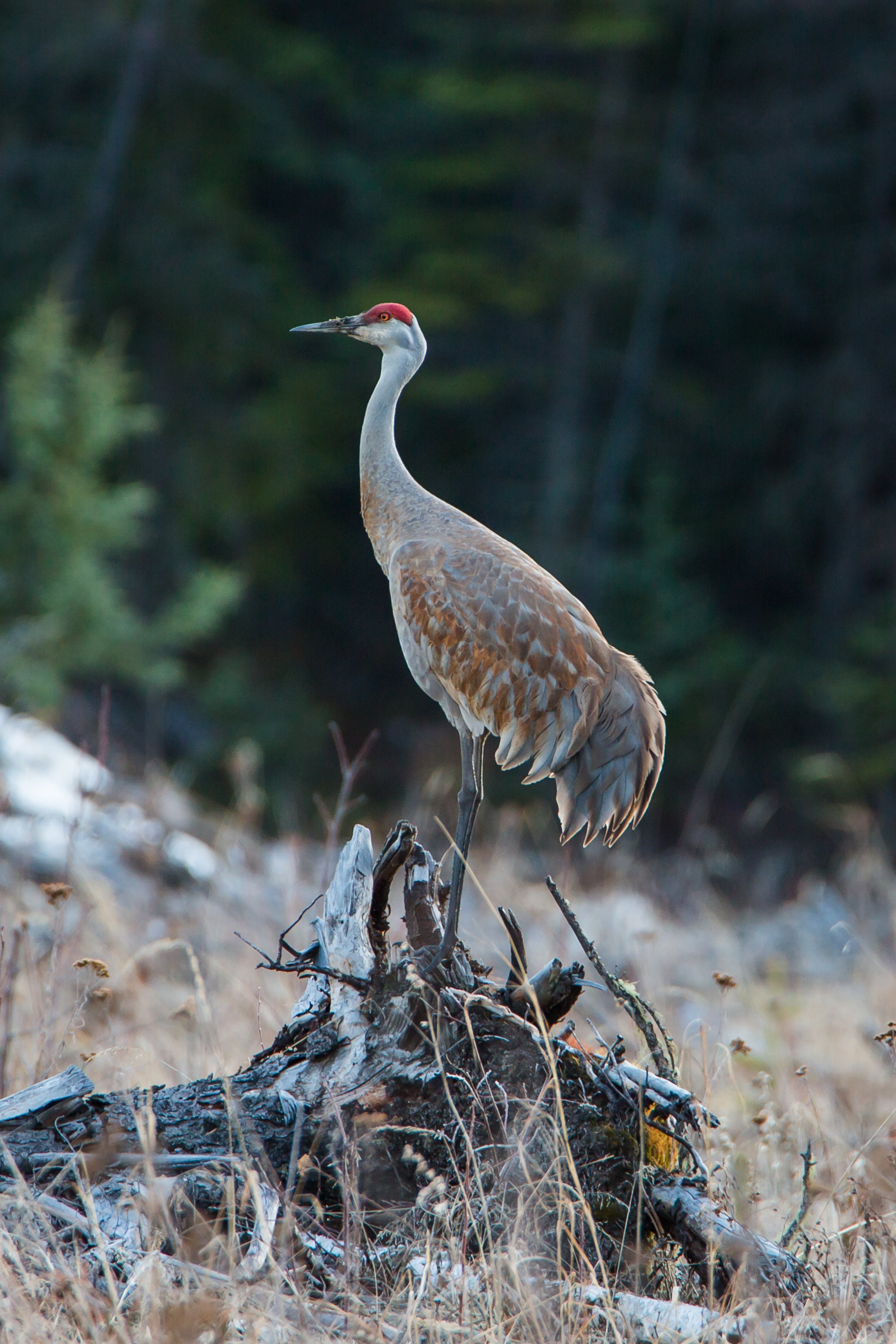 Sandhill Crane, Wildlife, Alaska, Nature, Birds, Bird Photography ...