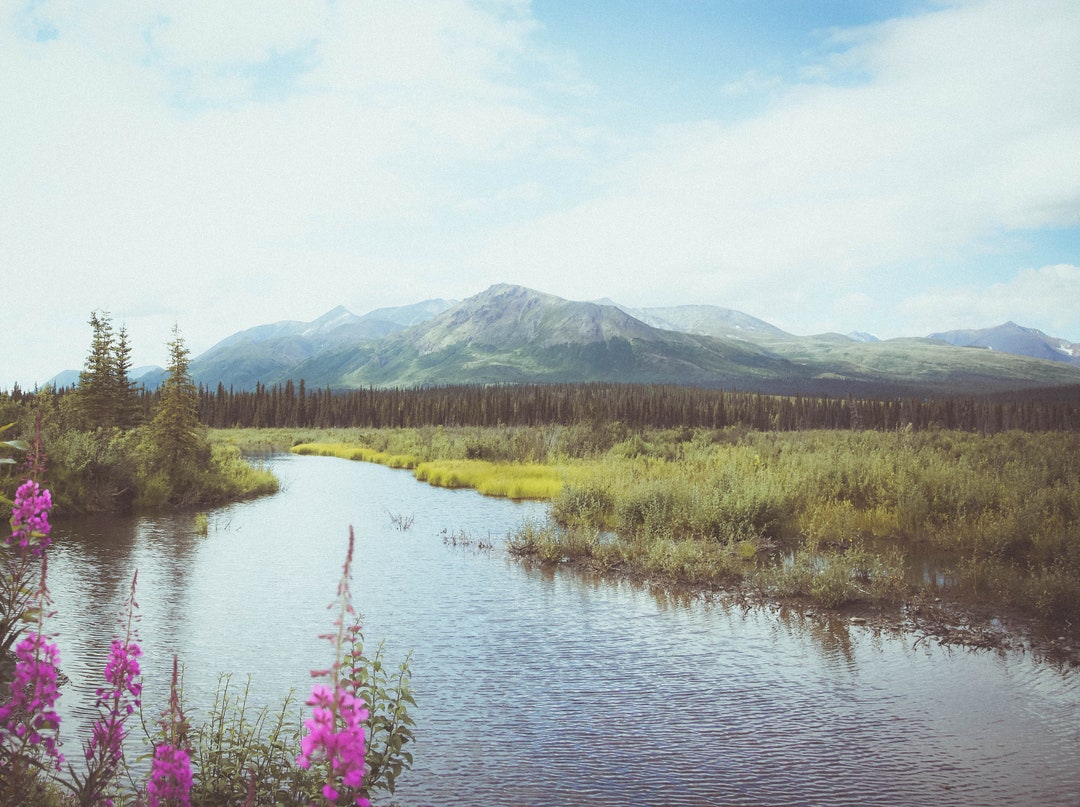Alaska, Water, Stream, Flowers, Mountains, Alaska Photography, Nature ...