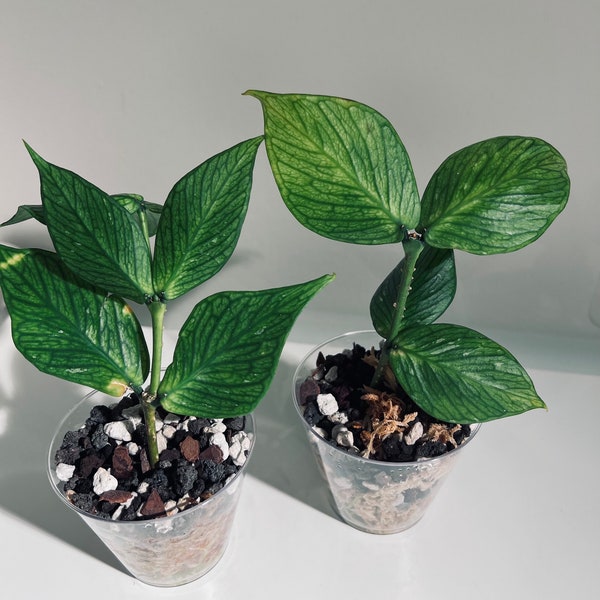 Fishtail Hoya - Etsy