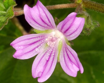Mallow plant | Etsy
