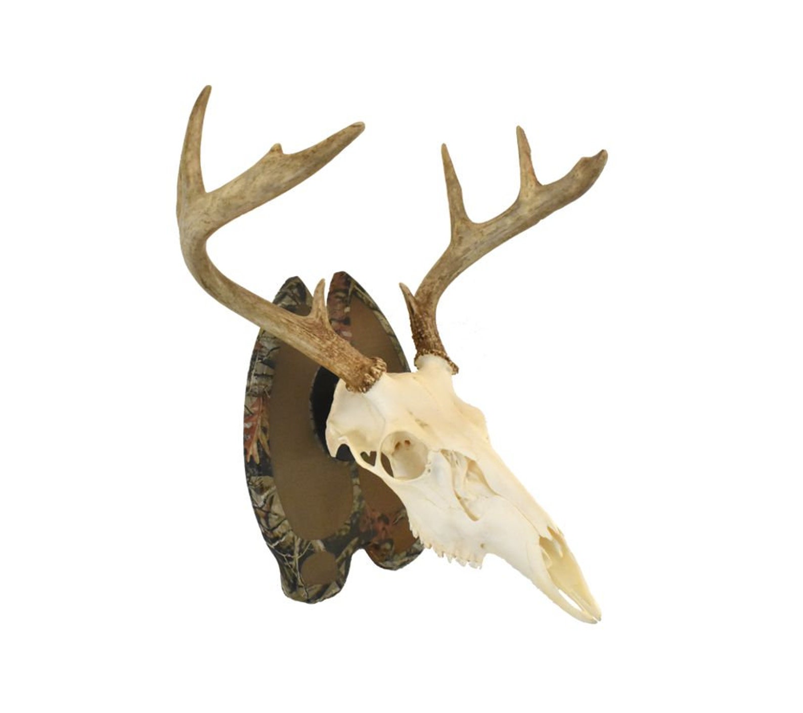 European Deer Skull Mount Plaque Deer Track Plaque With Skull - Etsy