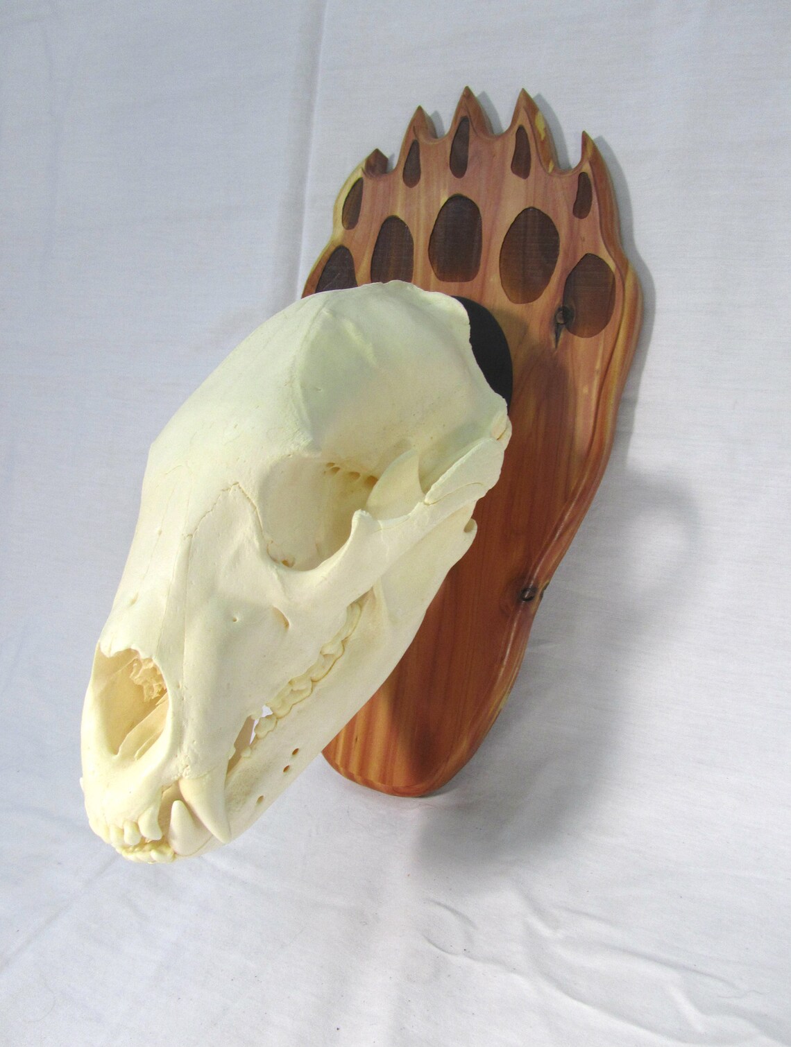 Bear Paw Plaque With Skull Hanger Standard Hardwood | Etsy