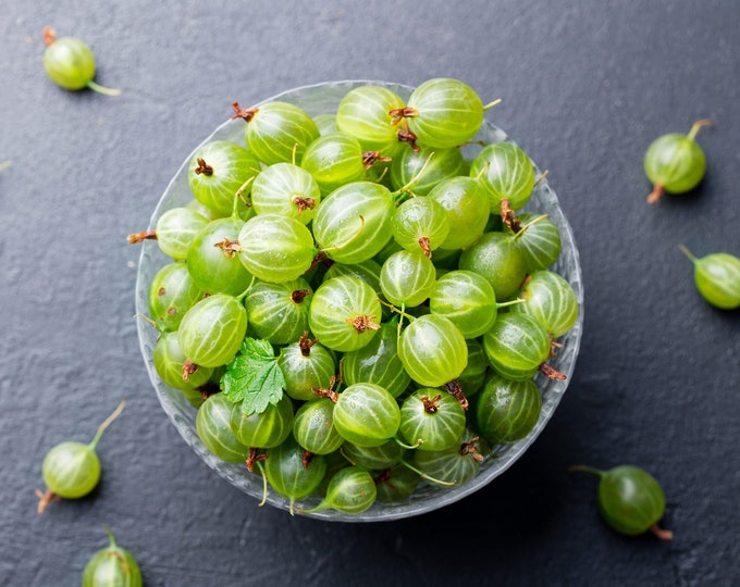 Green Gooseberry (european Gooseberry, Ribes Uva-crispa) Bush Cuttings ...