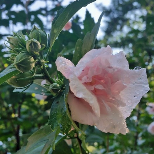 Double Pink Althea rose of Sharon 4 Cuttings to | Etsy