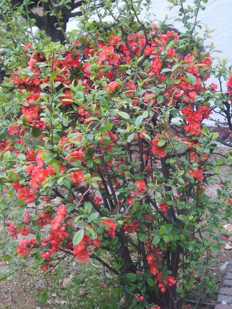 Flowering Quince (chaenomeles) Cuttings, 6-8 Inches Long, USDA Growing ...