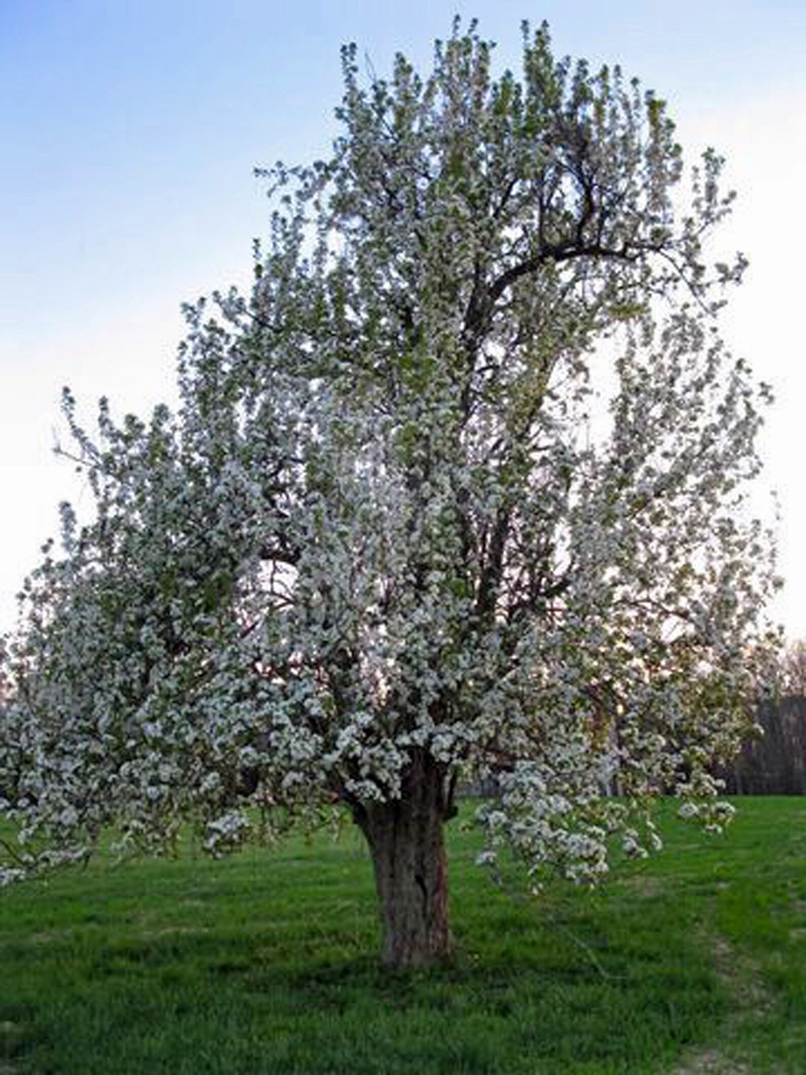 Kieffer Pear Tree Cuttings Pyrus communis x P. pyrifolia | Etsy