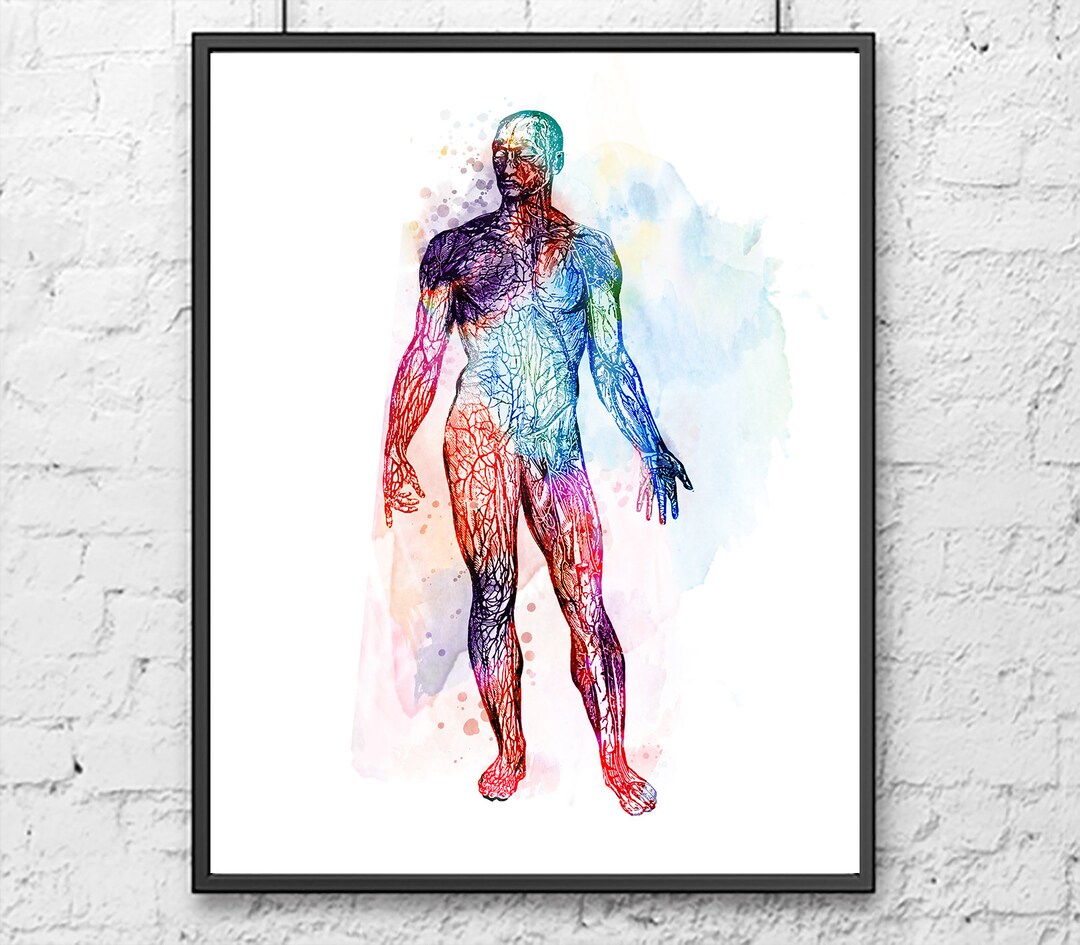 Circulatory System, Watercolor Print Human Veins, Medical Art Print ...