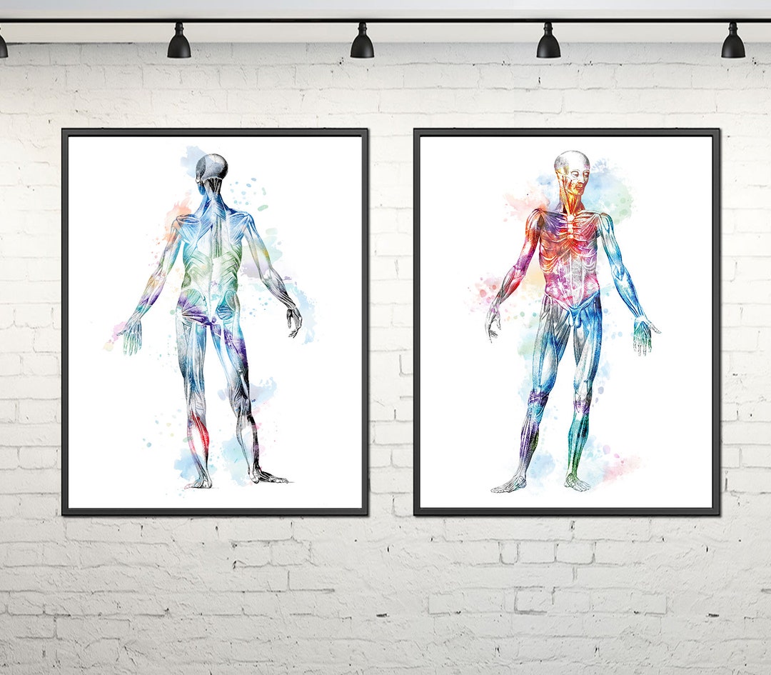 Аnatomy Print, мuscles of Human Body Skeleton, Watercolor Print ...