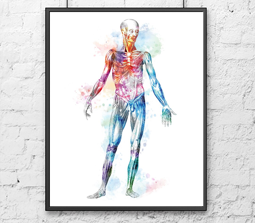 Muscular System Anatomy Print Human Body Skeleton, Watercolor Medical ...