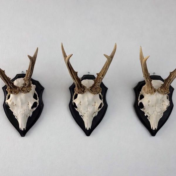 Roebuck Mount - Etsy
