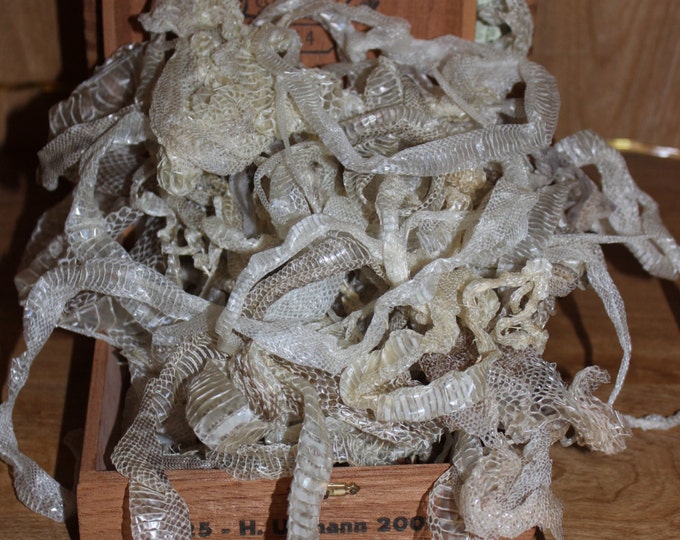 Bulk Craft Supply Snake Shed Skin Wholesale Bag 40+ Sheds - Etsy
