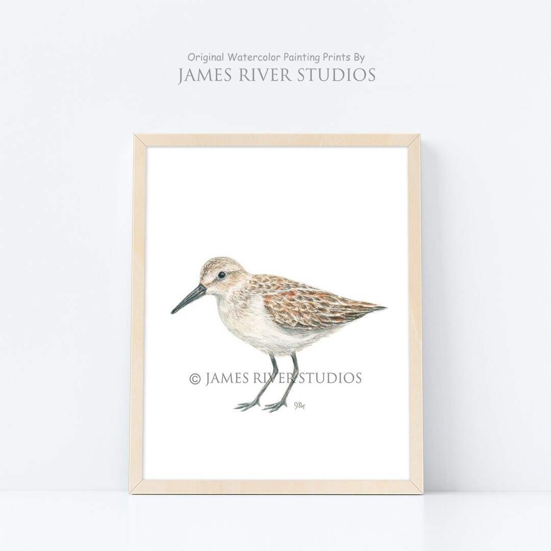 Sandpiper Art Sandpiper Painting Sandpiper Print Sandpiper Wall Decor ...