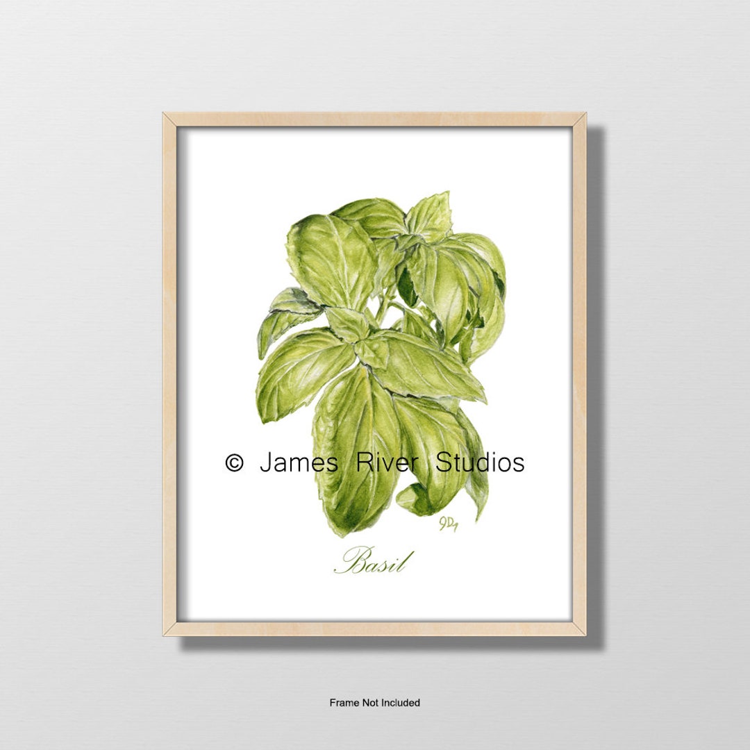 Basil Art Basil Print Basil Painting Basil Watercolor Basil Wall Art ...