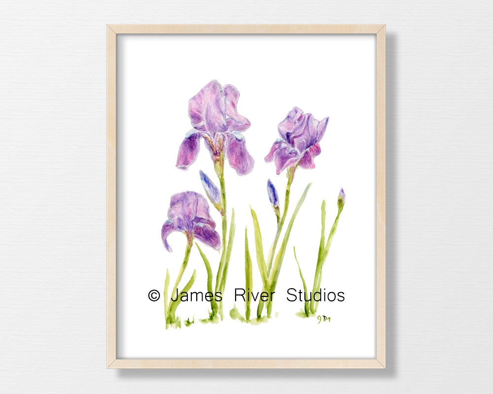 Iris Print Iris Art Iris Painting Iris Watercolor Iris Wall - Etsy