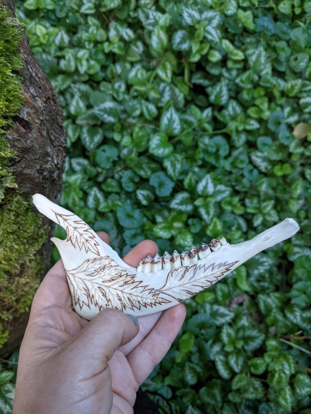 Fern Pyrography Deer Jaw Bone - Etsy