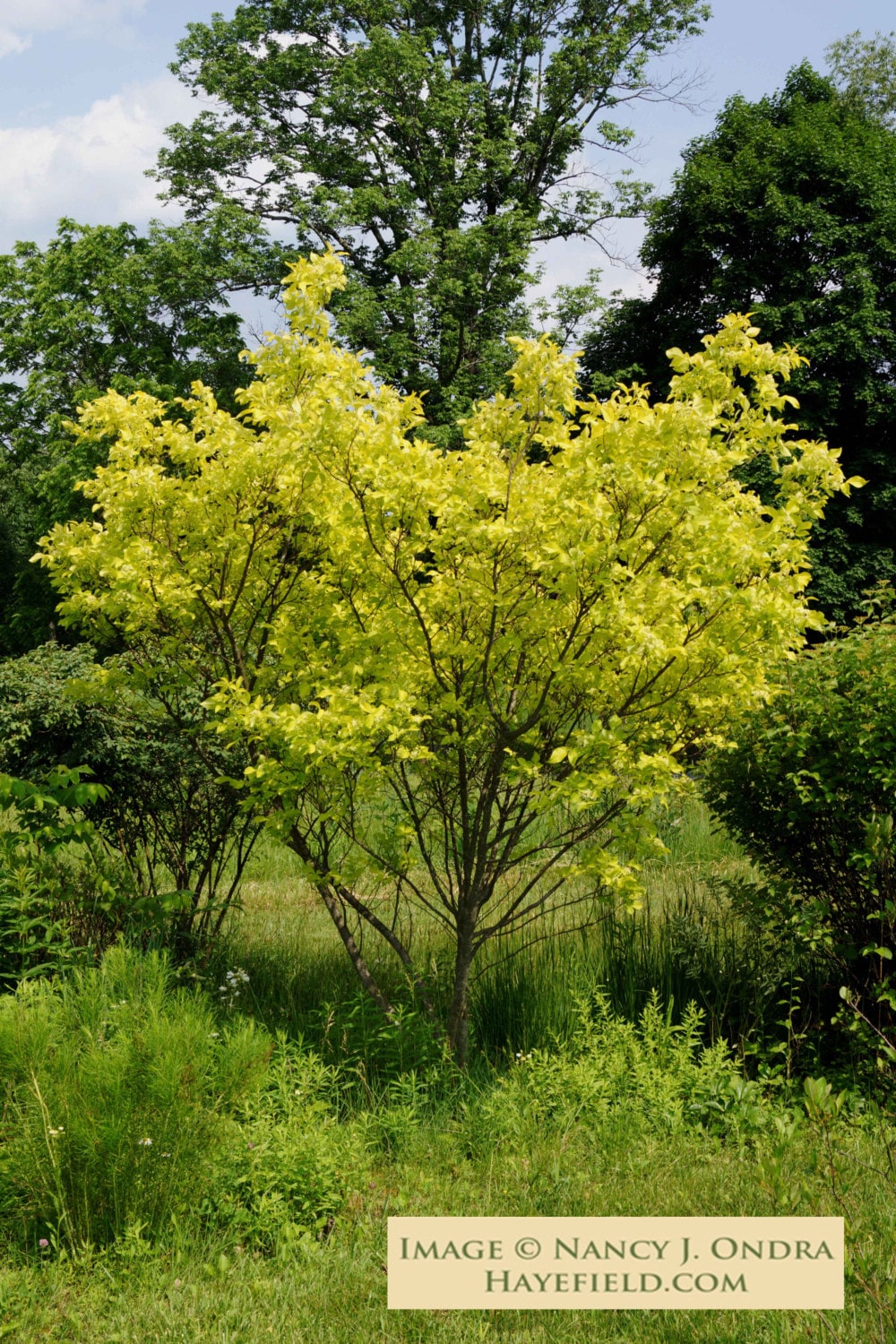 Ptelea trifoliata 'Aurea' Golden Hop Tree 10 Seeds | Etsy