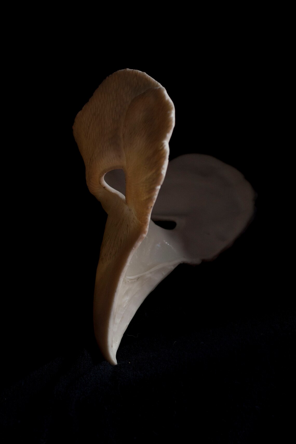 Venetian Style Crow Mask Raven Costume Animal Masquerade - Etsy