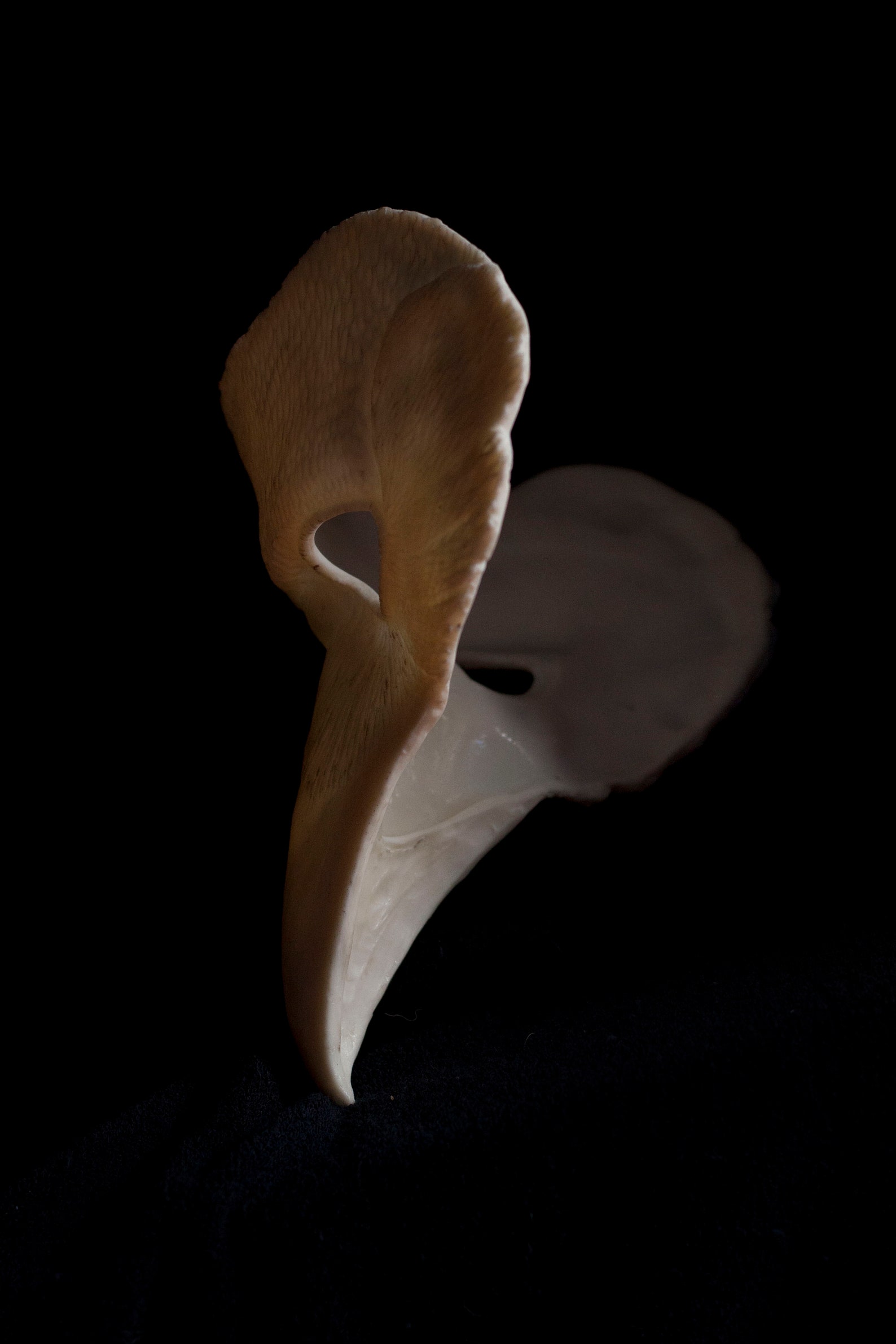 Venetian Style Crow Mask Raven Costume Animal Masquerade - Etsy