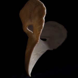 Venetian Style Crow Mask - Raven Costume Animal Masquerade - Bird ...