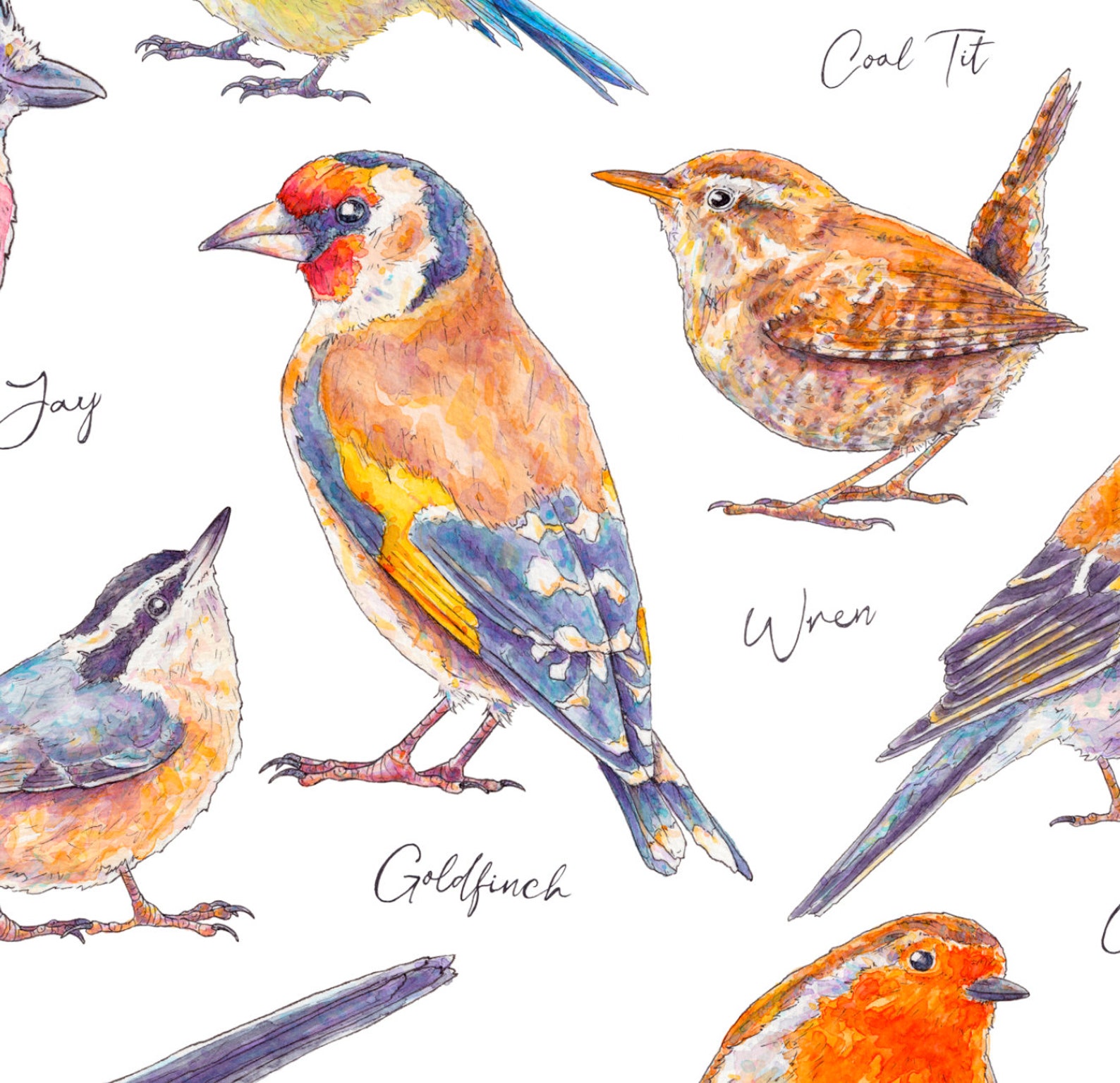 British Garden Bird Illustrated Watercolour Art Print - Bird Species ...