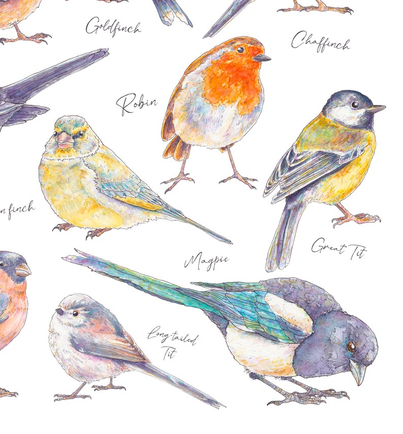 British Garden Bird Illustrated Watercolour Art Print Wildlife - Etsy UK