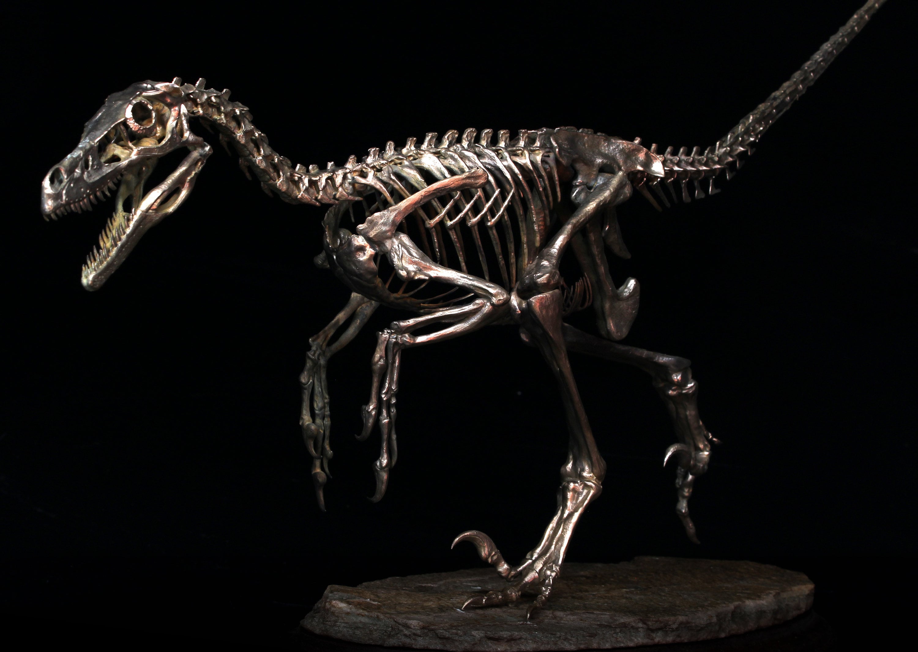 Velociraptor Skeleton Skeleton Drawings Dinosaur Art
