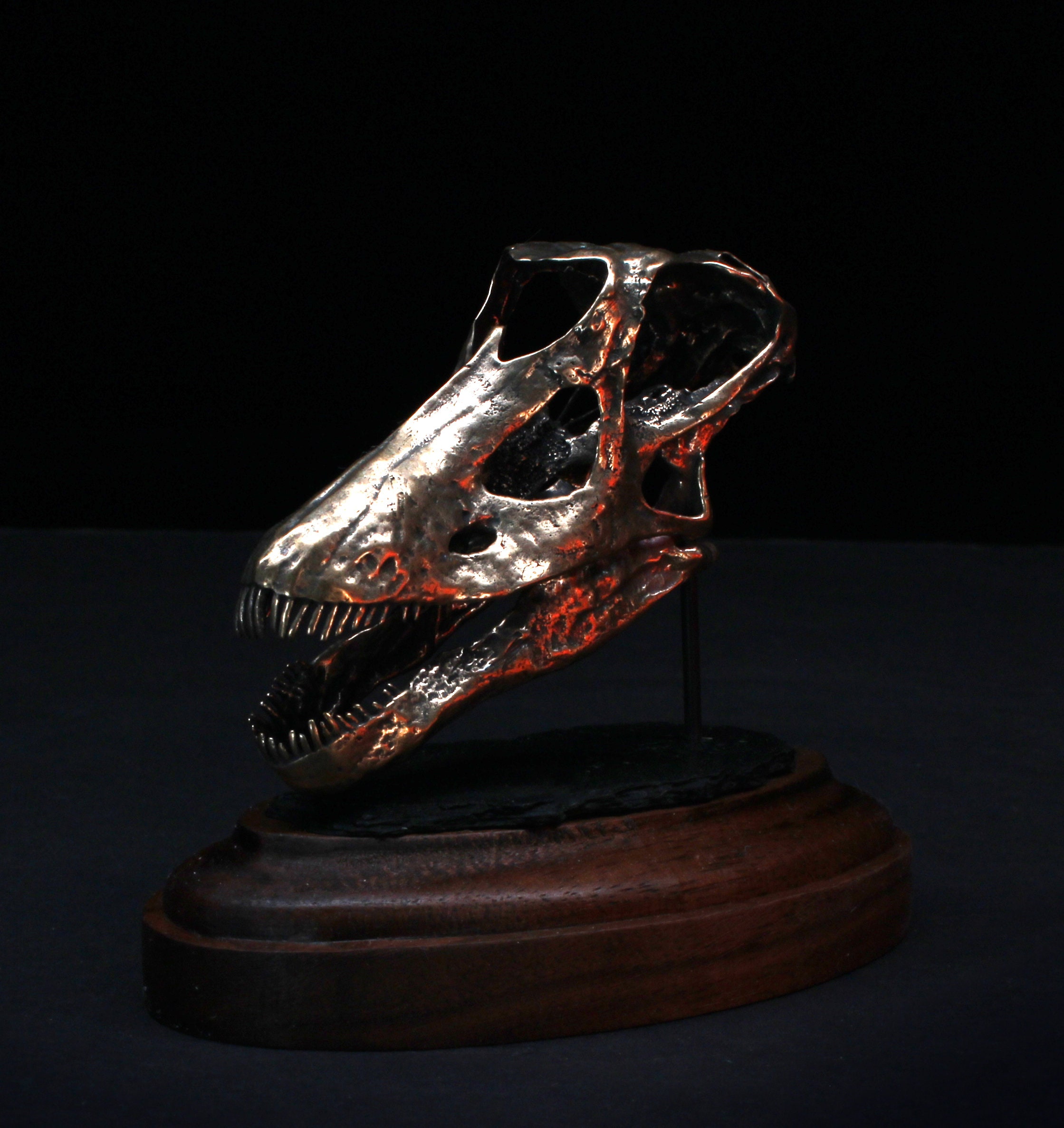 Model Of Diplodocus Skull Paleontology Lab Science