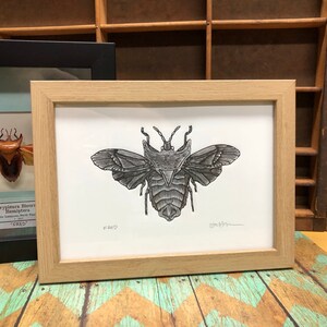 FRED the Bug : Letterpress Print Engraving - Etsy