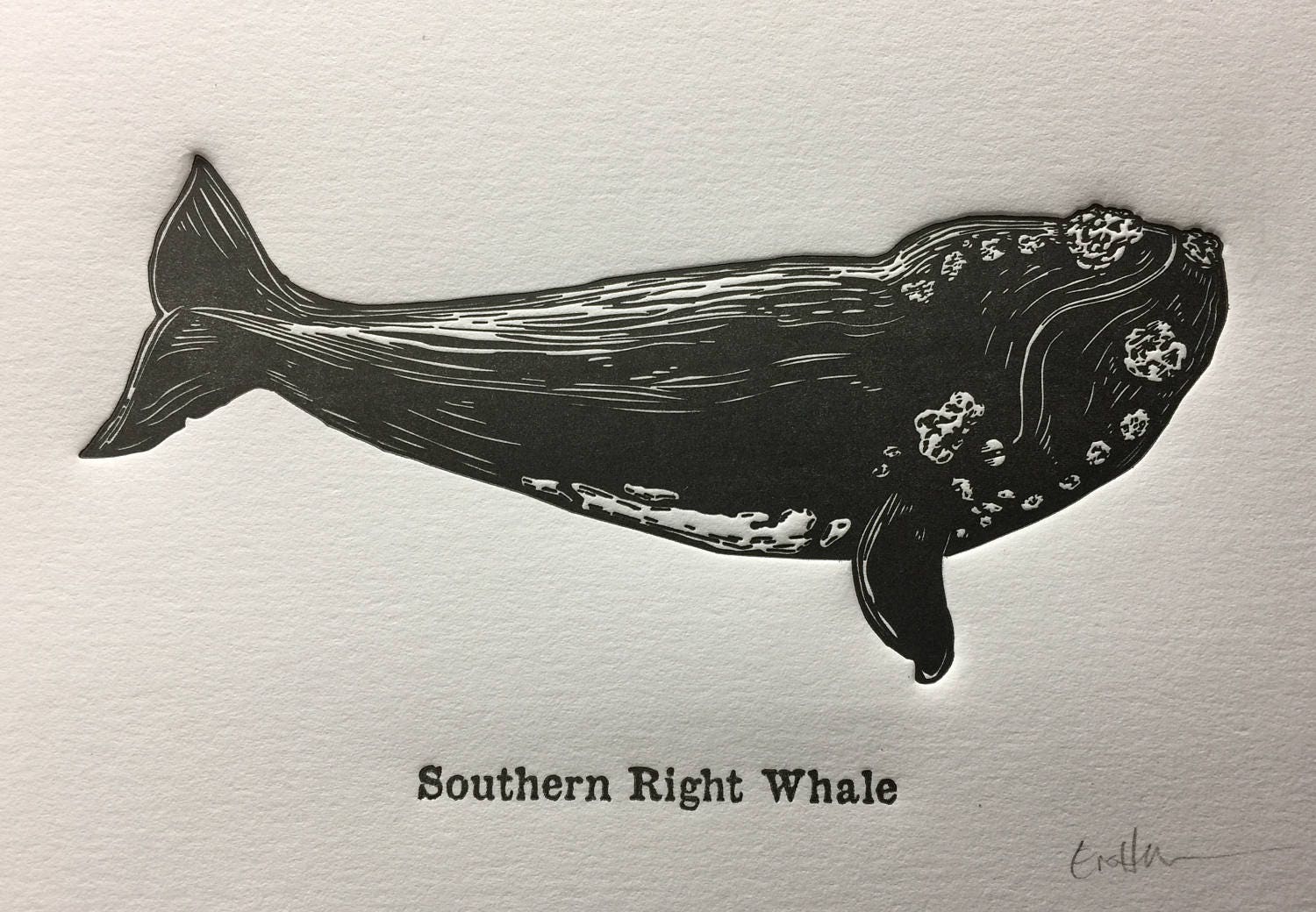 Southern Right Whale